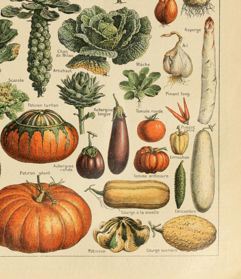 Vegetables Chart- Vegetables Diagram- Legumes- Legumes Poster ...