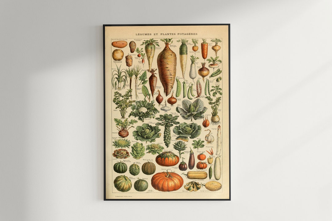 Vegetables Chart- Vegetables Diagram- Legumes- Legumes Poster ...
