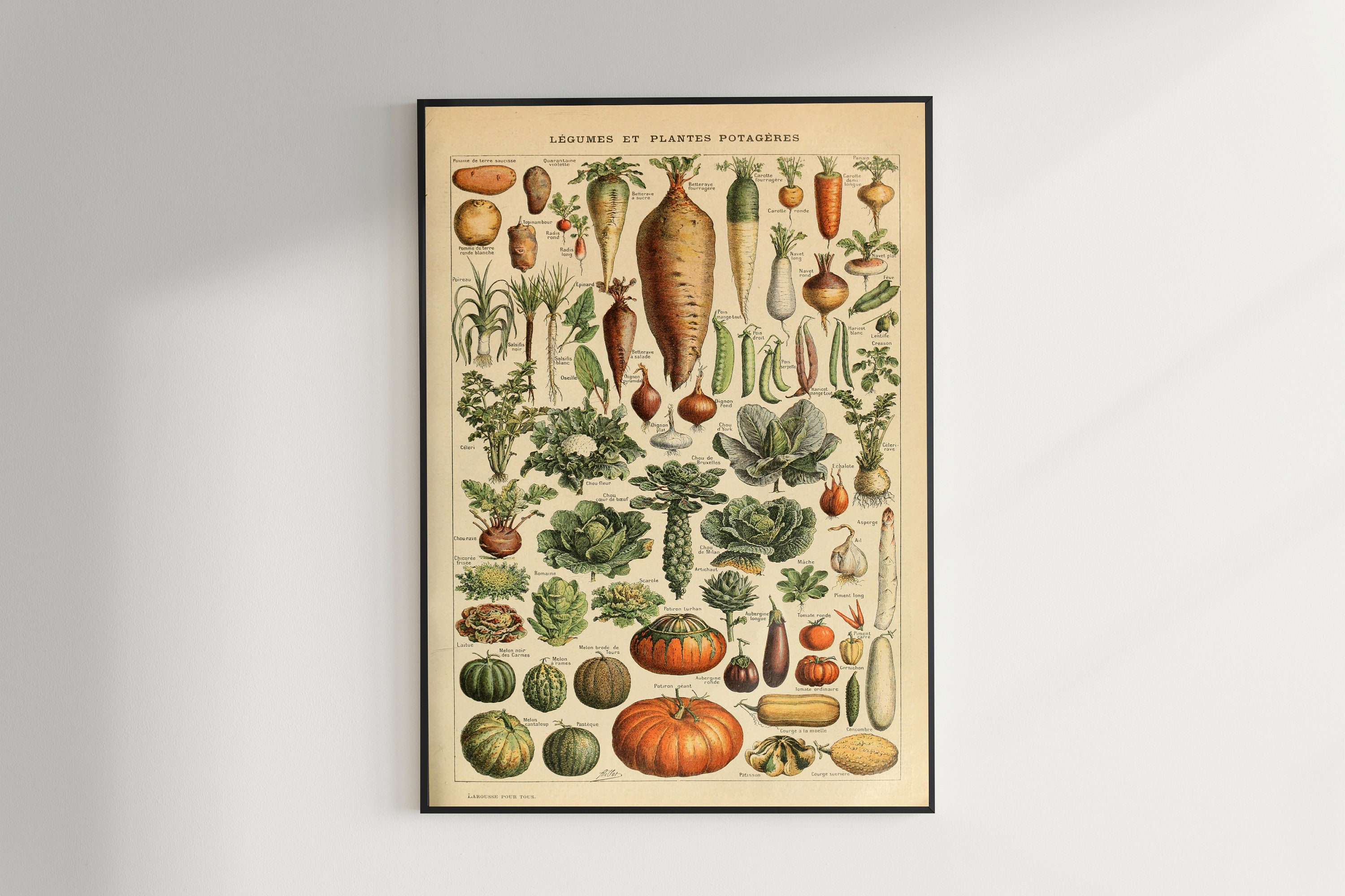 Vegetables Chart- Vegetables Diagram- Legumes- Legumes Poster ...