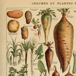 Vegetables Chart Vegetables Diagram Legumes Legumes Poster - Etsy