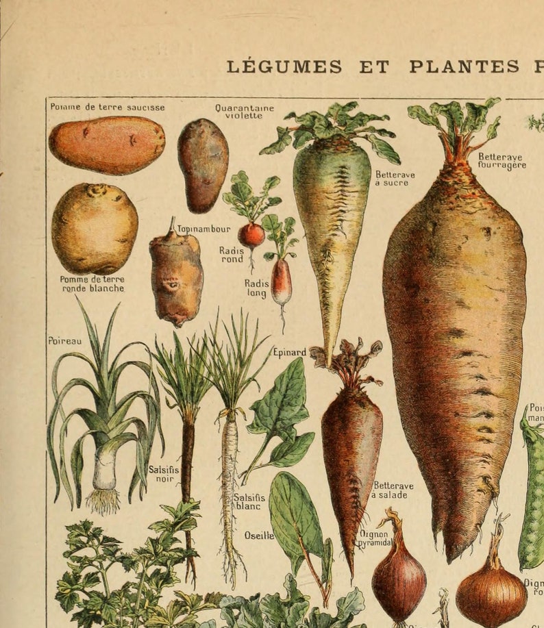 Vegetables Chart- Vegetables Diagram- Legumes- Legumes Poster ...