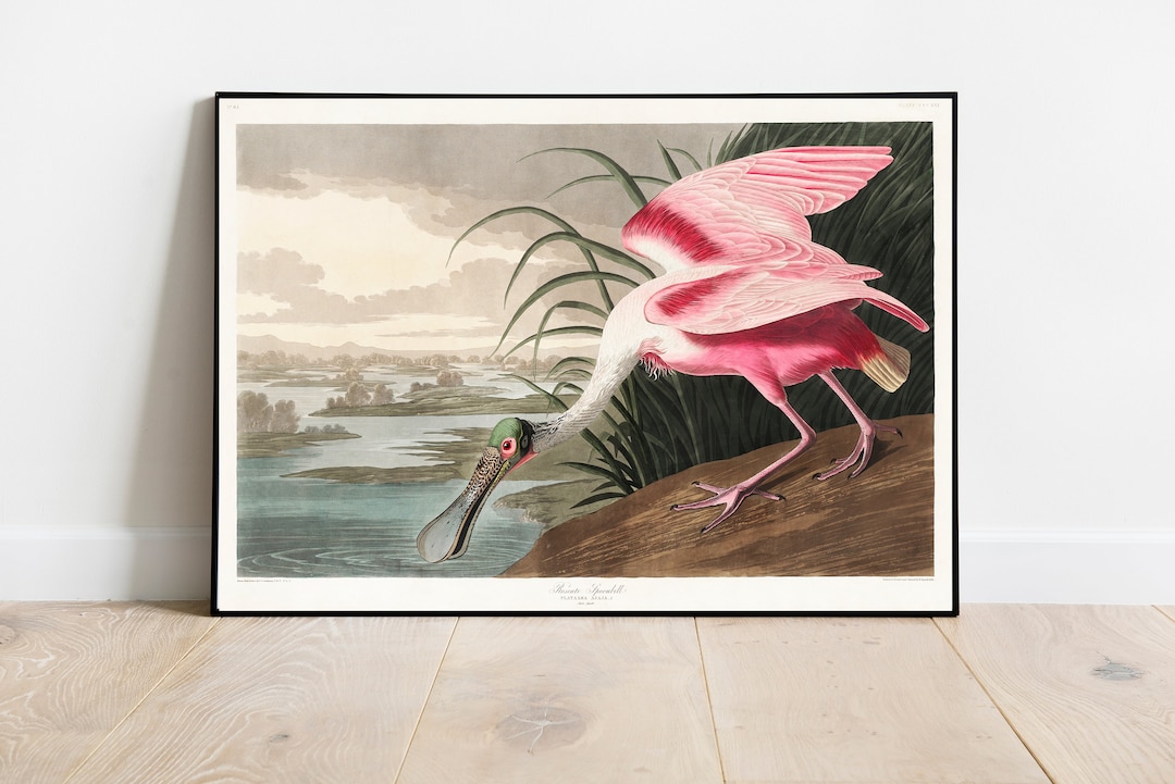 Spoonbill Print, Antique Bird Painting, Vintage Drawing Poster Wall Art ...