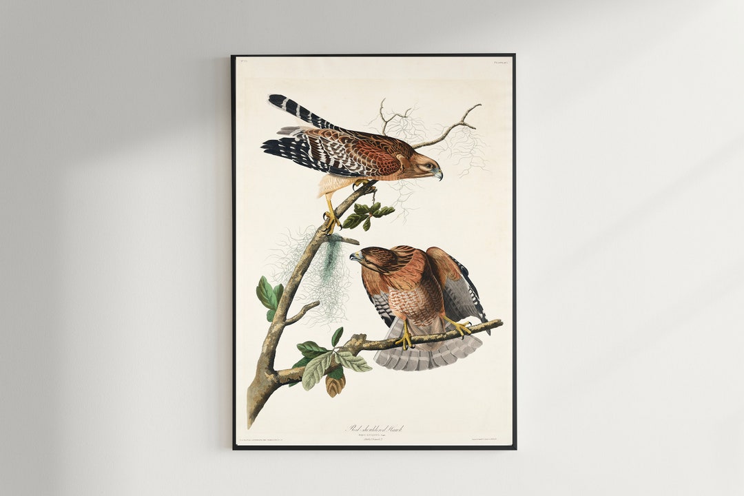 Hawk Print, Antique Bird Painting, Vintage Drawing Poster Wall Art, Red ...