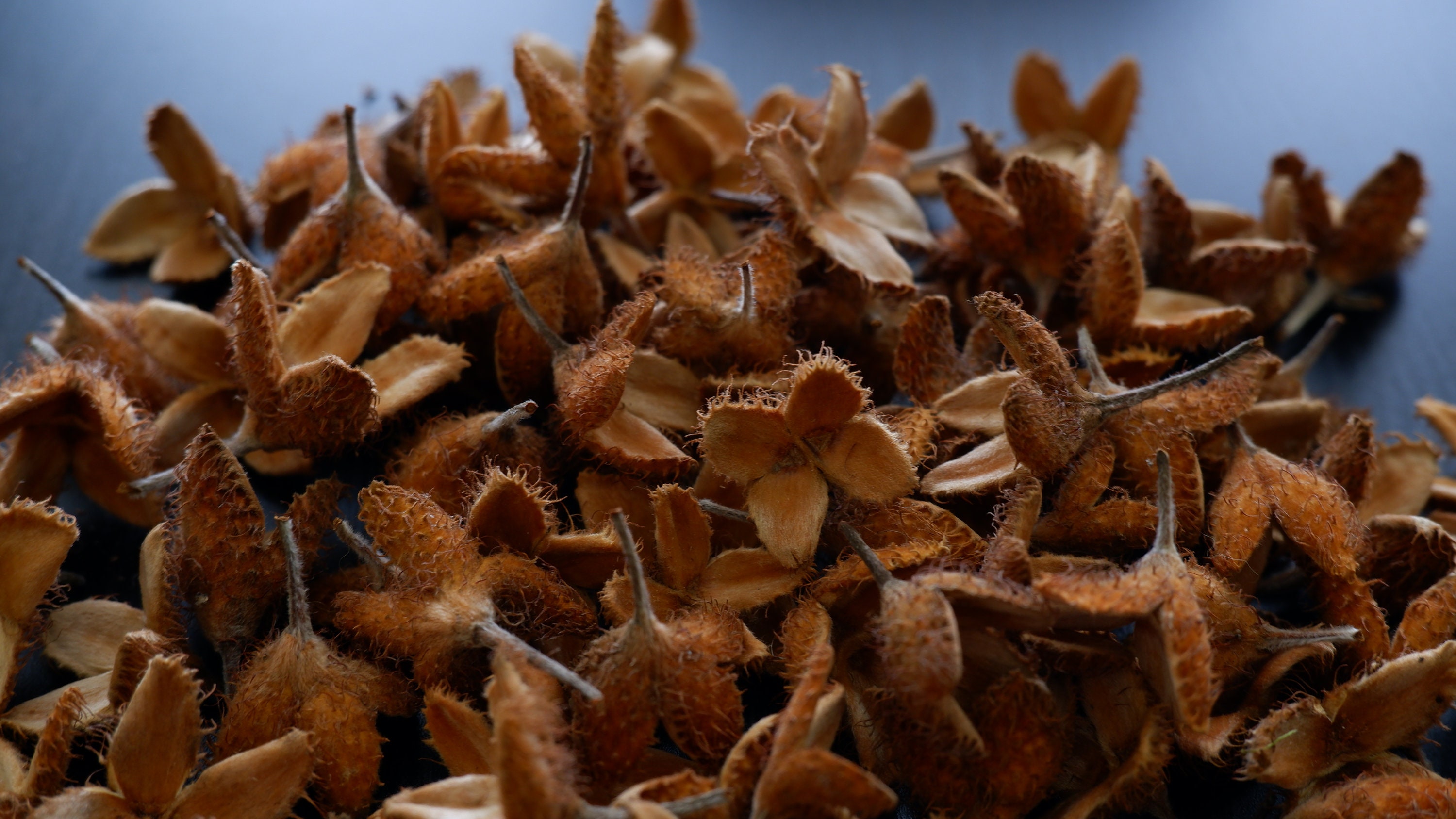 100 Beech Tree Seeds Nut Pods Natural Wreath Decoration - Etsy