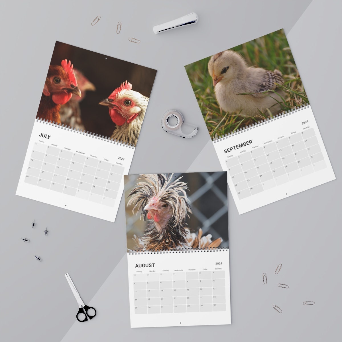 Chloe's Crazy Chickens Calendar 2024 Fun Chicken Calendar Chicken ...