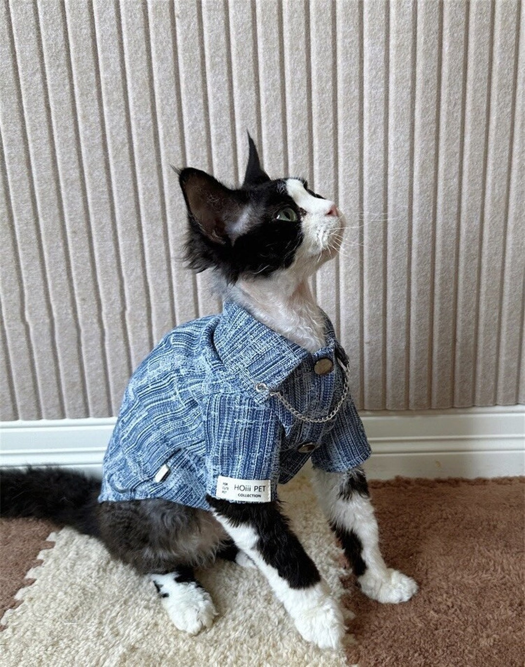 Sphynx Hairless Cats Clothing, Chain Demin Button Shirts, Bambino Devon Rex Sphynx Cat Jumper - Etsy