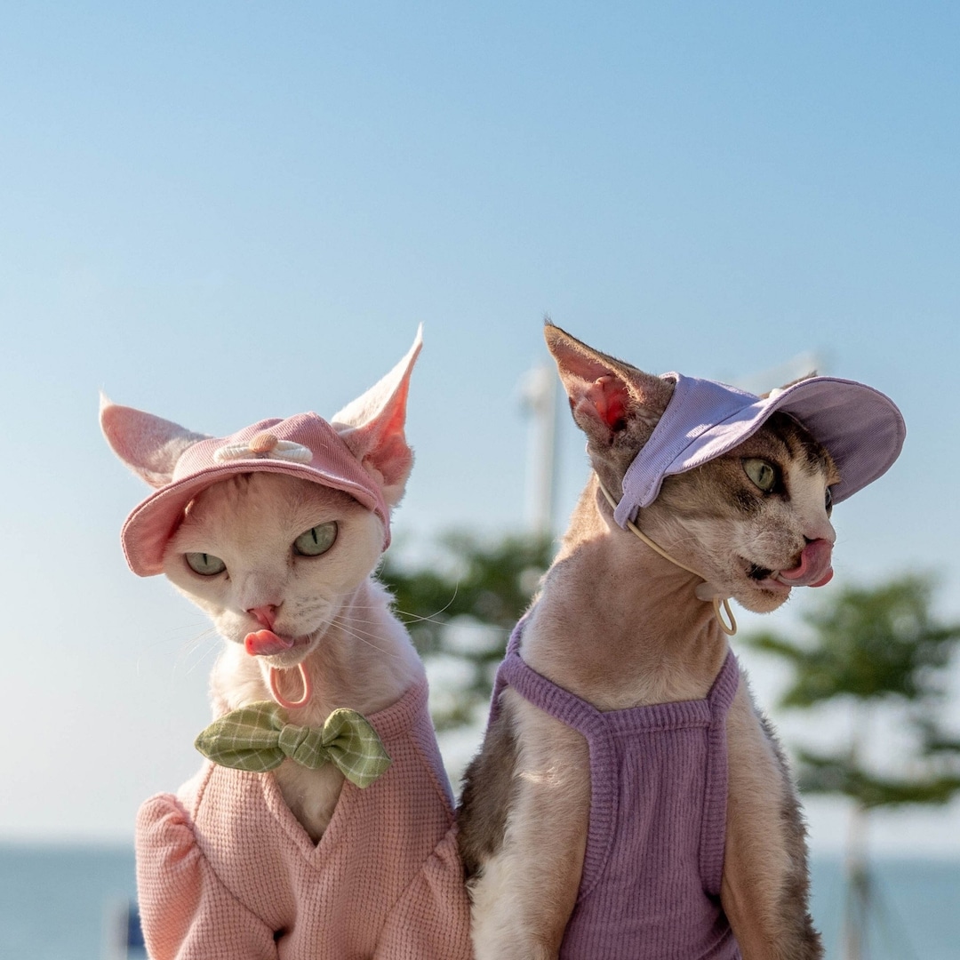 3 Colors Sphynx Hairless Cats Hat Summer Sun Protection Caps - Etsy