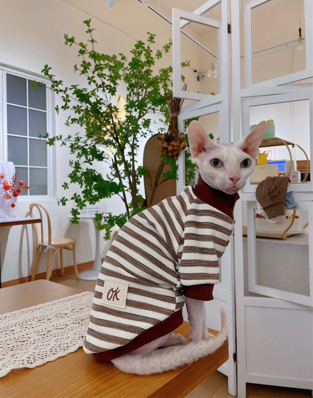 Sphynx Hairless Cats Clothes, Super Soft Kitten Pullover Sweatshirt, Bambino Devon Rex Sphynx ...