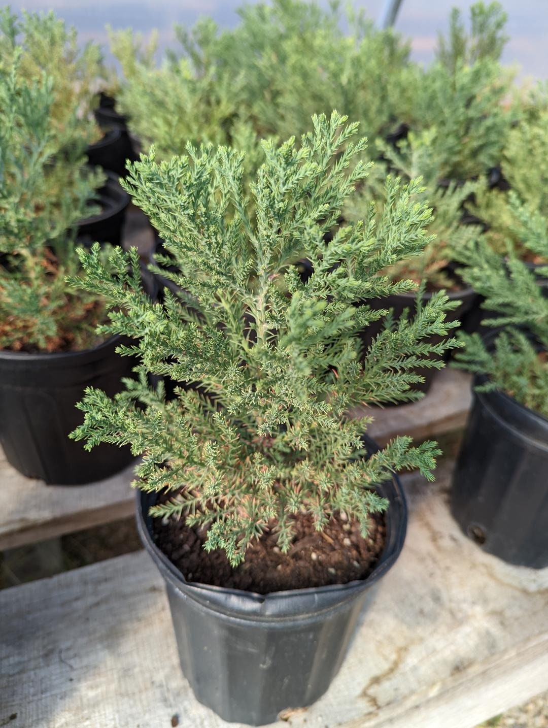 Giant Sequoia Tree 1214 One-gallon Pot - Etsy