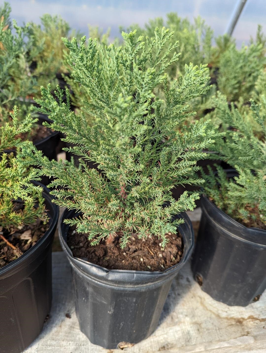 Giant Sequoia Evergreen Tree - Etsy