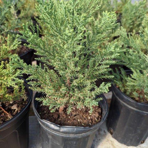 Giant Redwood Sequoia Tree sequoiadendron Giganteum Seeds - Etsy