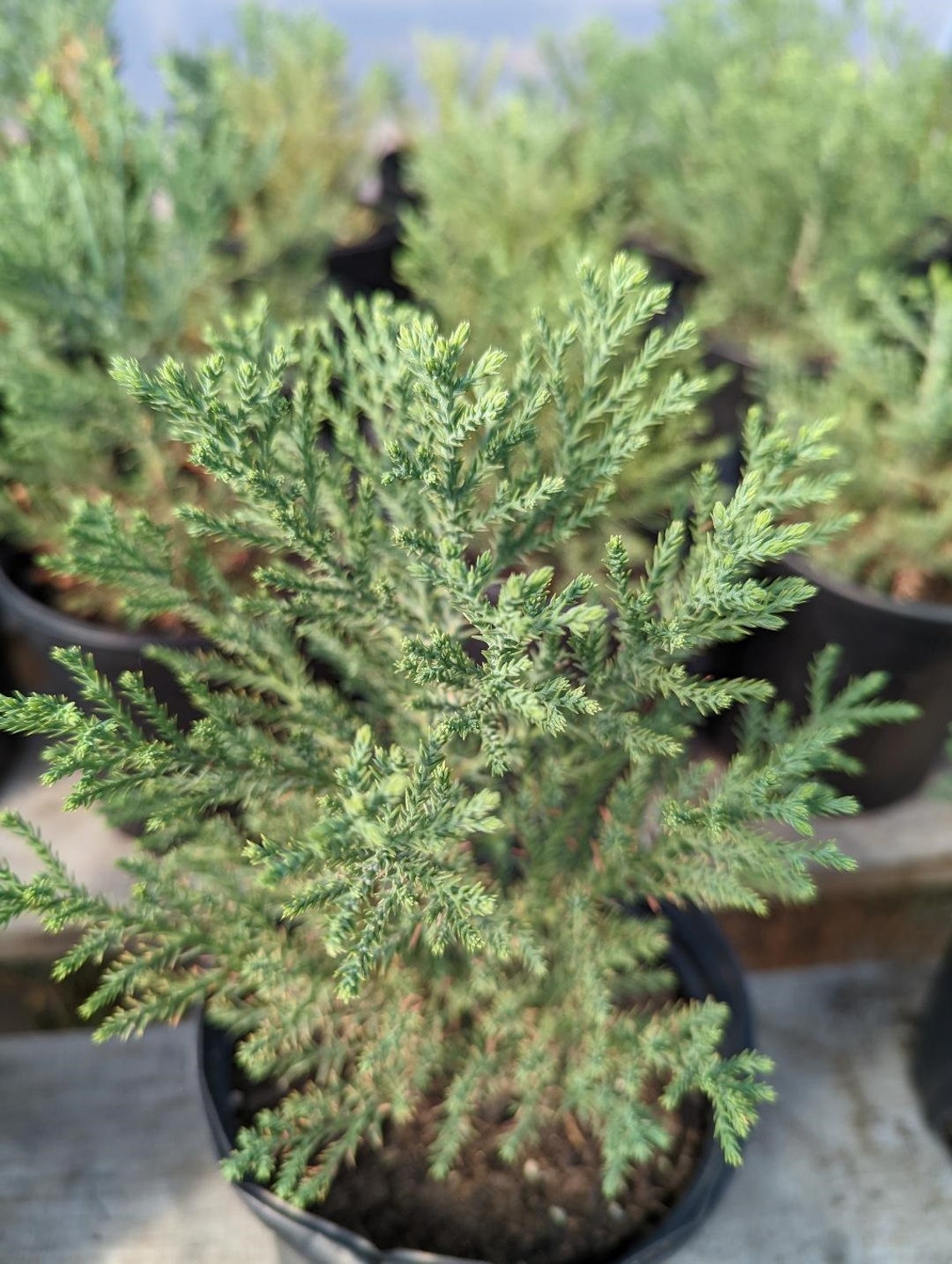 Giant Sequoia Evergreen Tree - Etsy