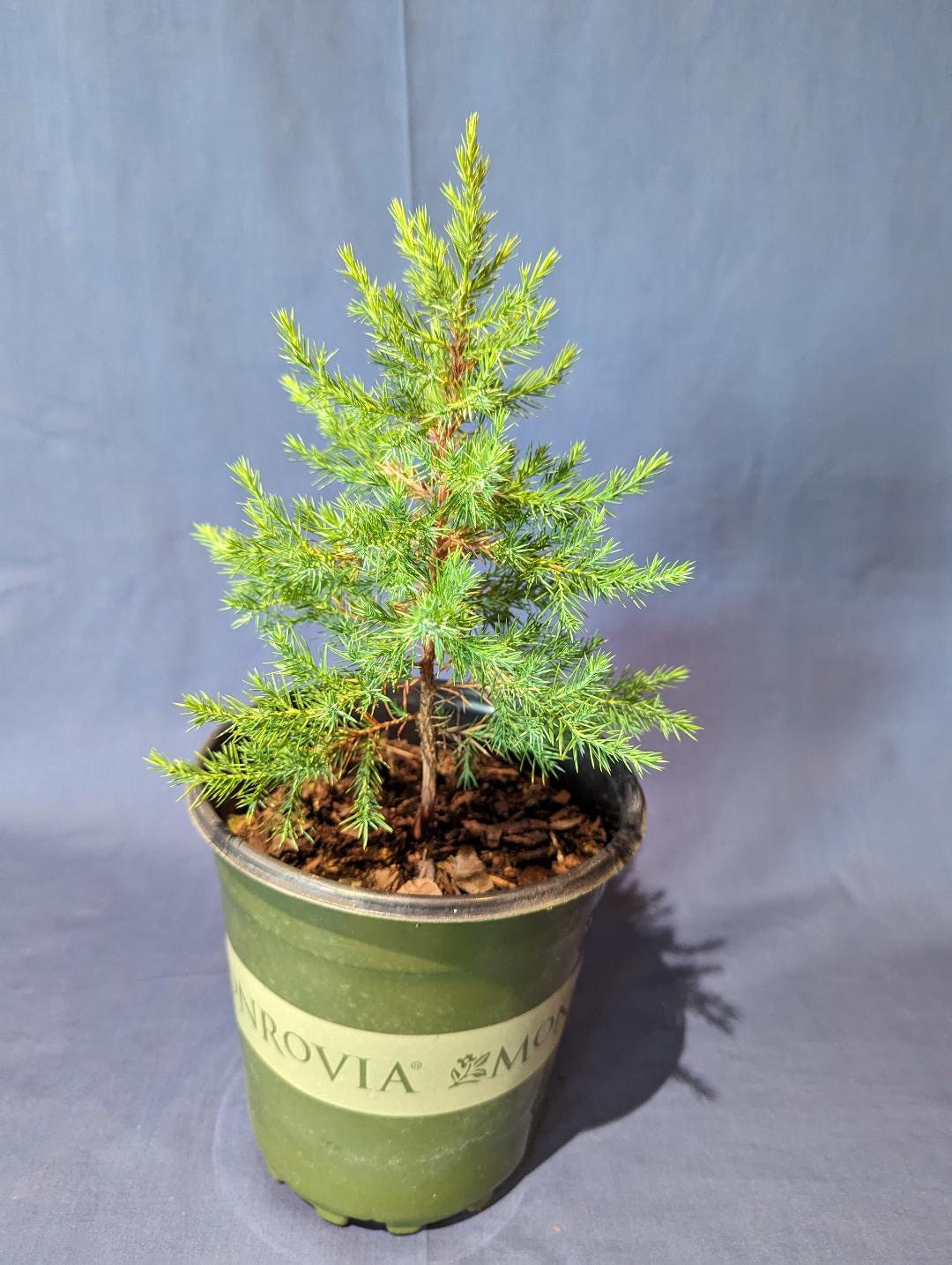 Red Cedar 1 Gallon Tree - Etsy