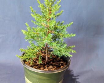 1 Ft Tall Eastern Red Cedar Tree Seedling - Etsy