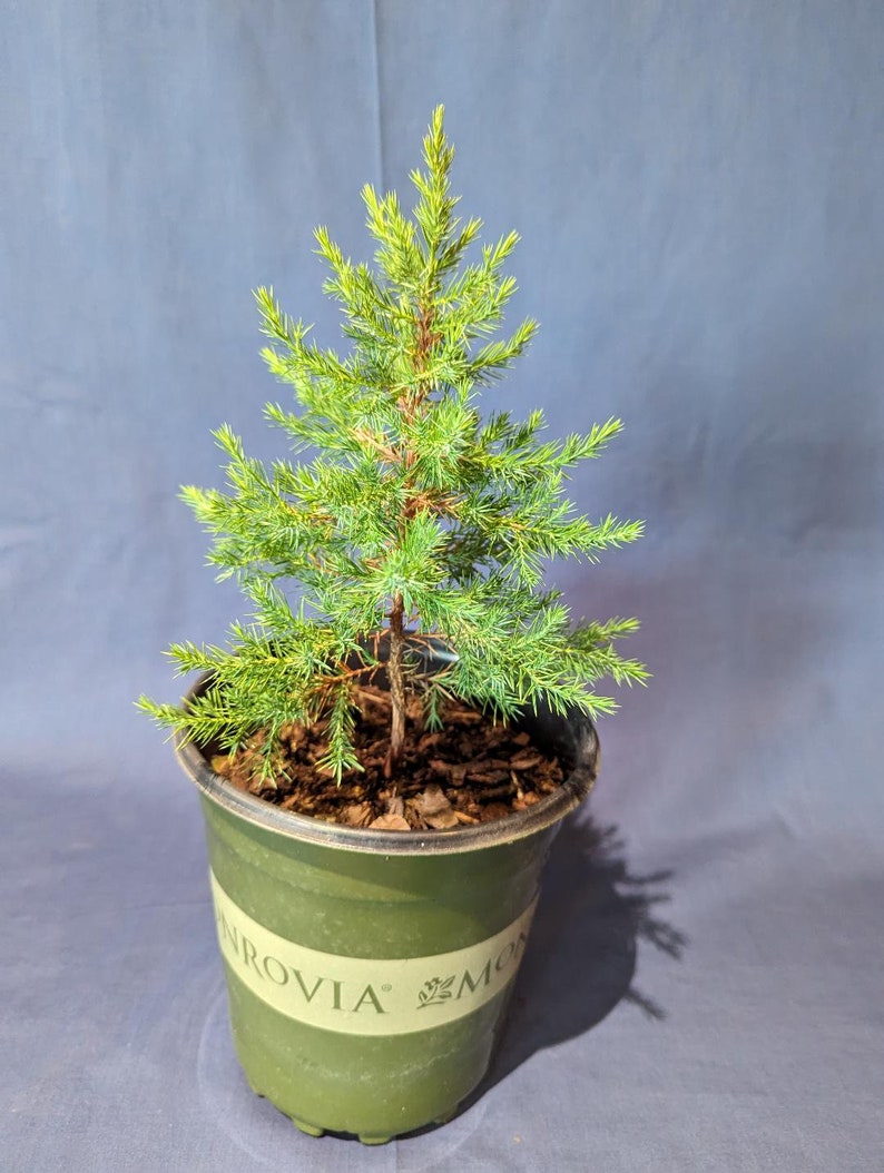 Eastern Red Cedar 1 Gallon Tree - Etsy