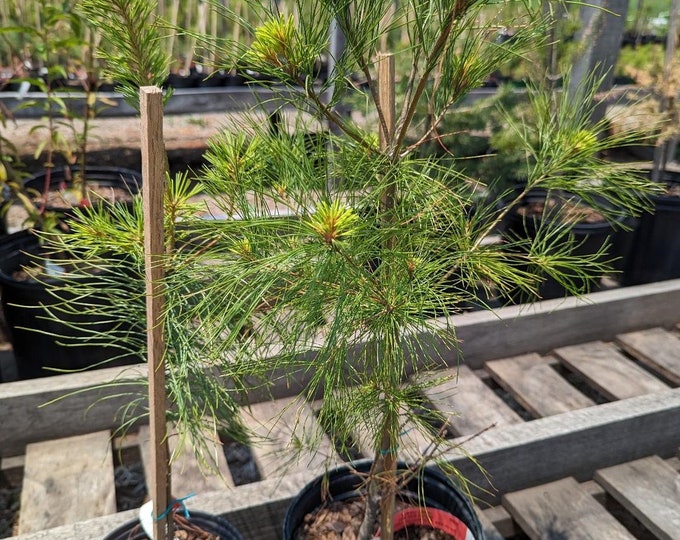 White Pine Tree - Etsy