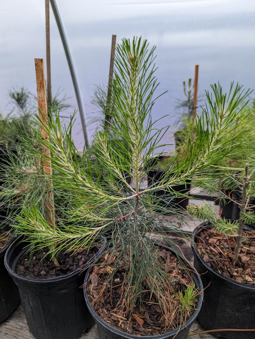 Short Leaf Pine Seedlings 1618 - Etsy
