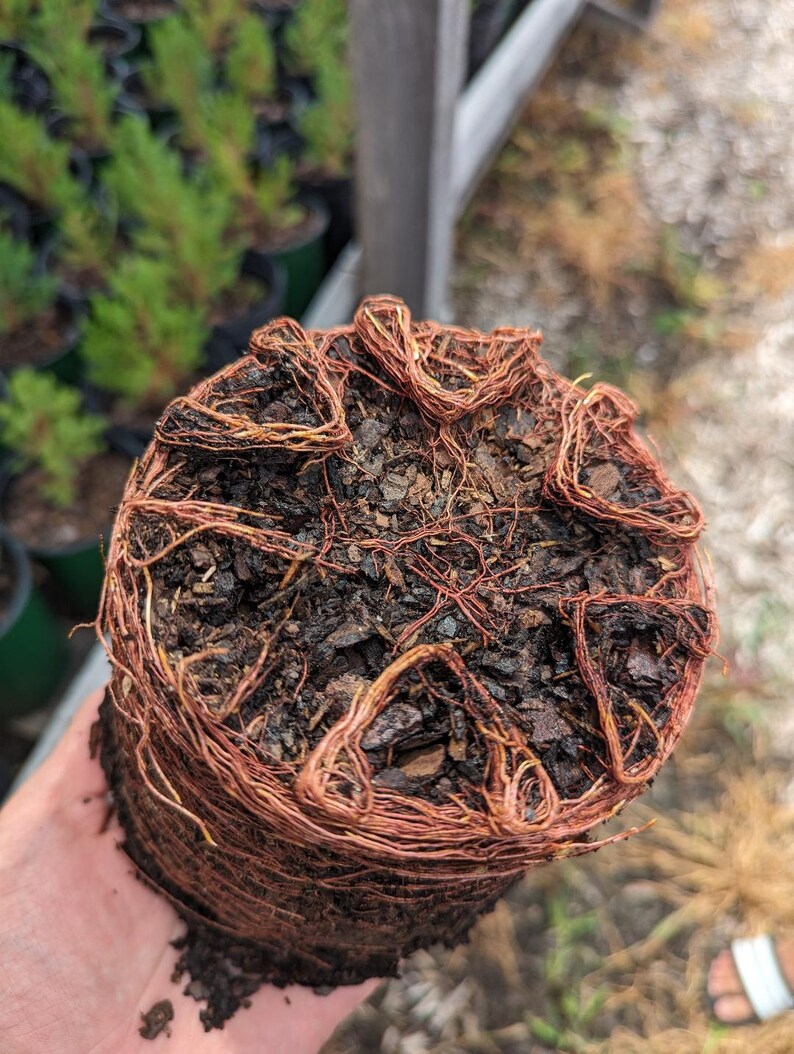 Eastern Red Cedar 1 Gallon Tree - Etsy