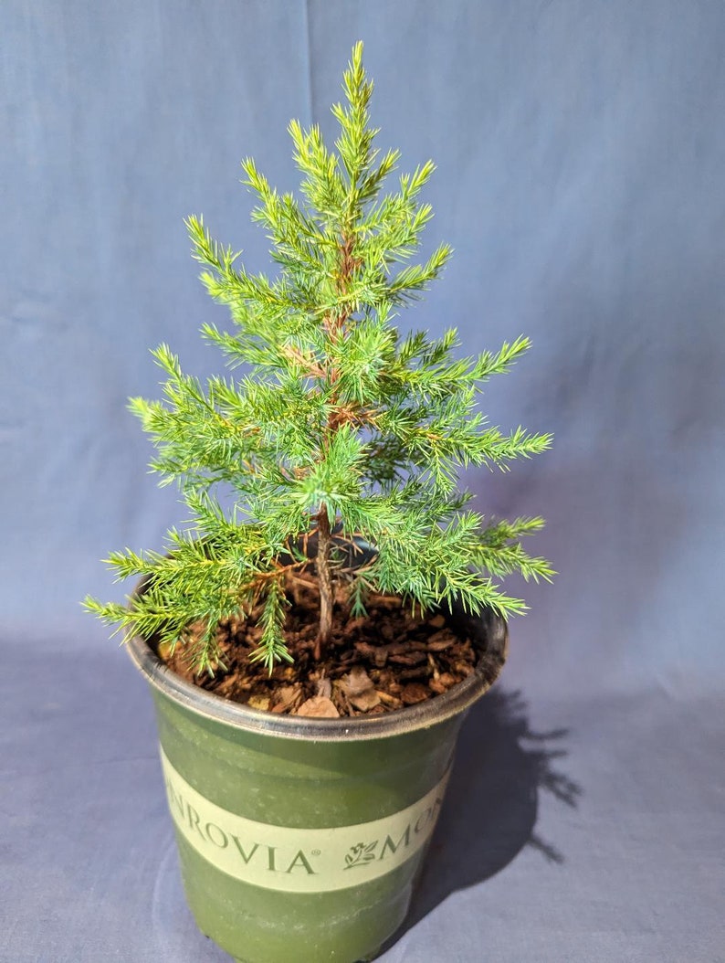 Eastern Red Cedar 1 Gallon Tree - Etsy