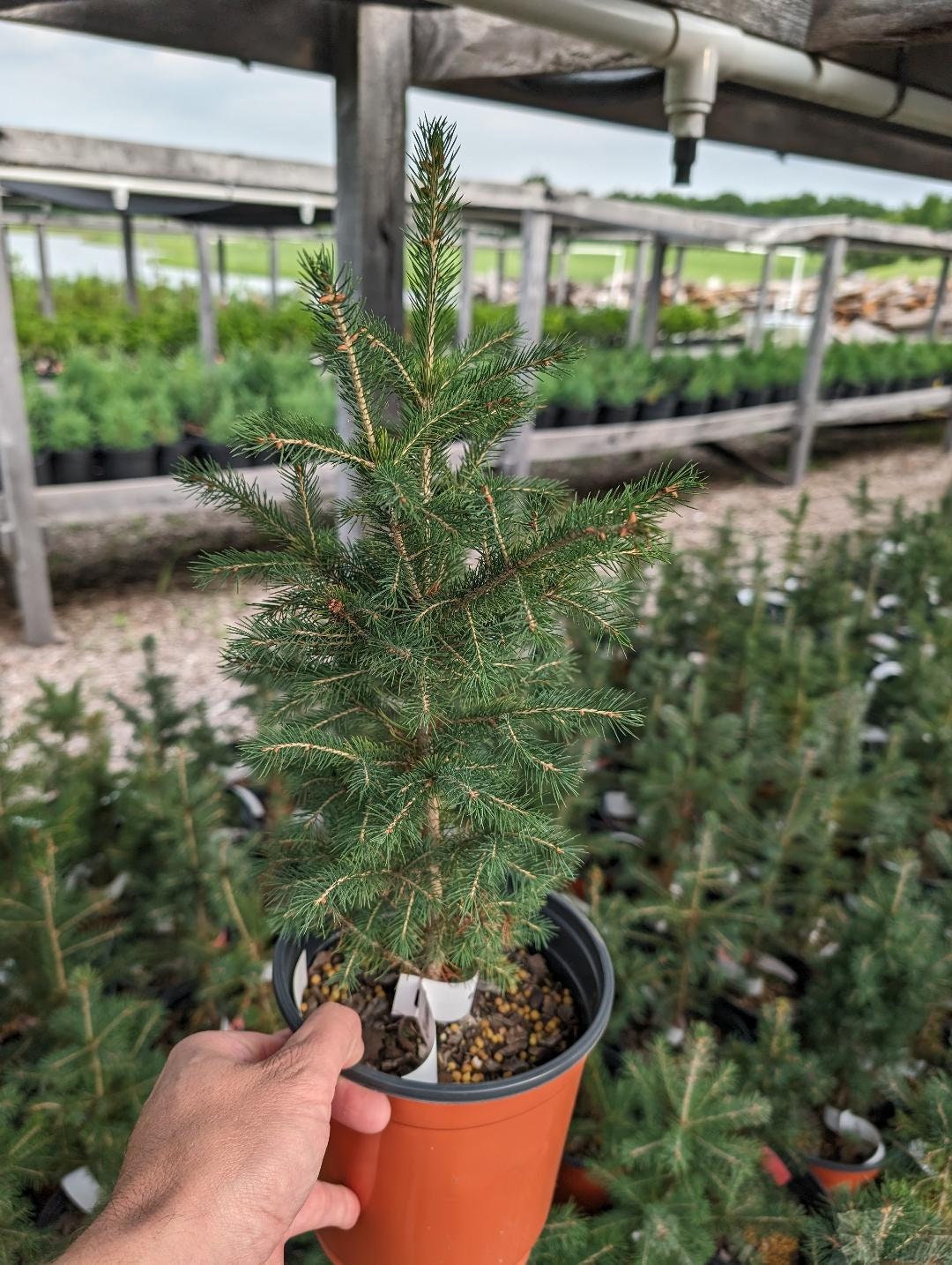 White Spruce 16-24" 1 Gallon Pot - Etsy