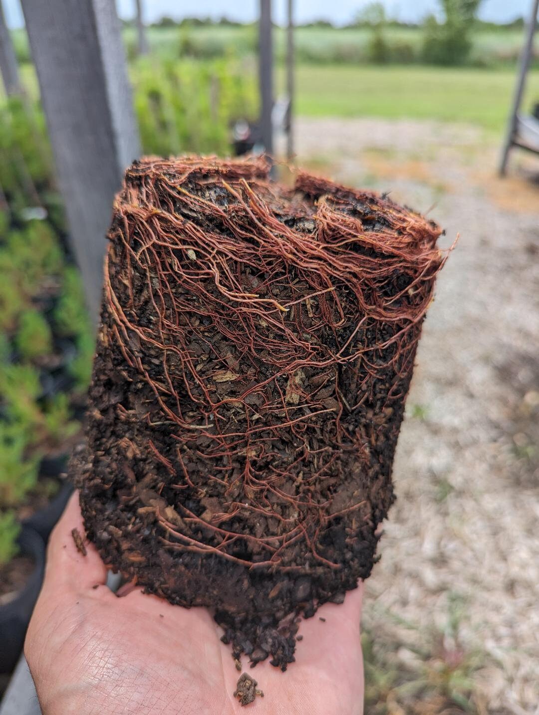 Eastern Red Cedar 1 Gallon Tree - Etsy