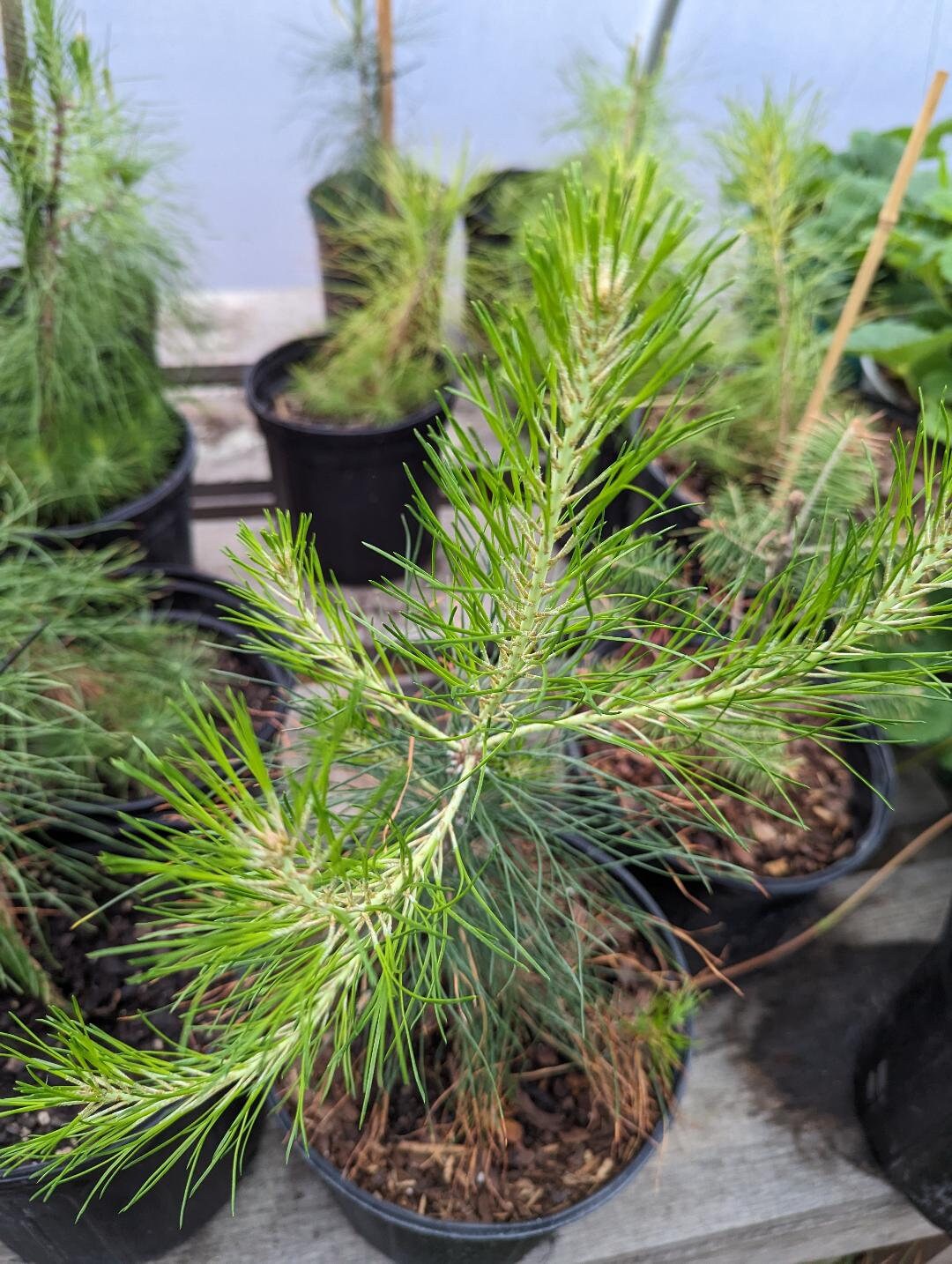 Short Leaf Pine Seedlings 1618 - Etsy