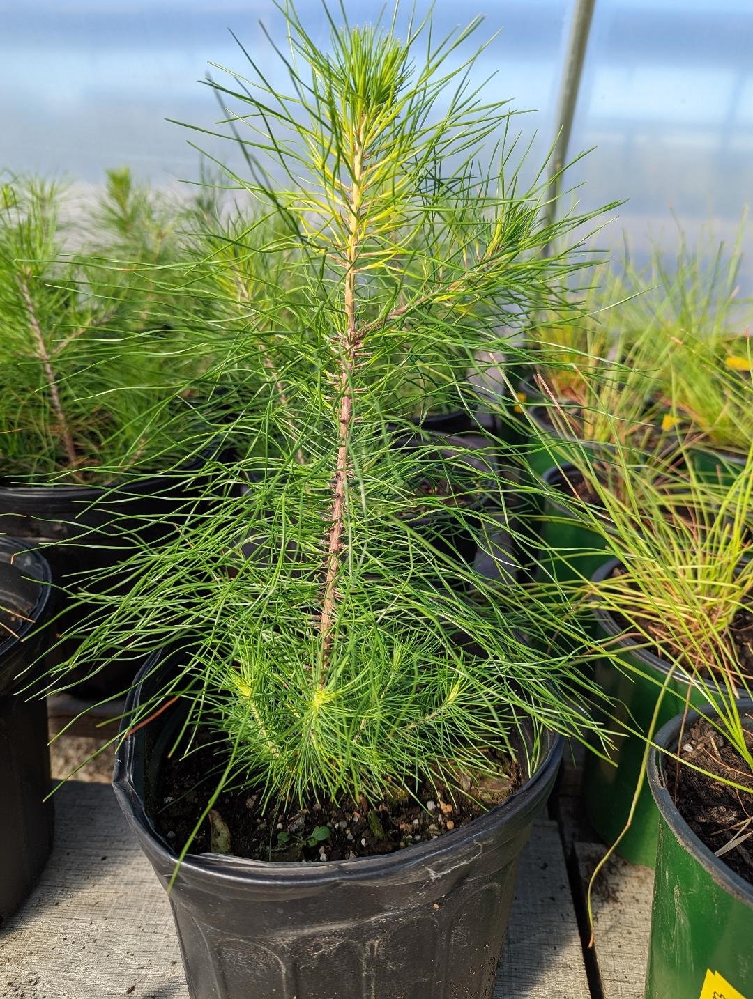 Short Leaf Pine Seedlings 1618 - Etsy