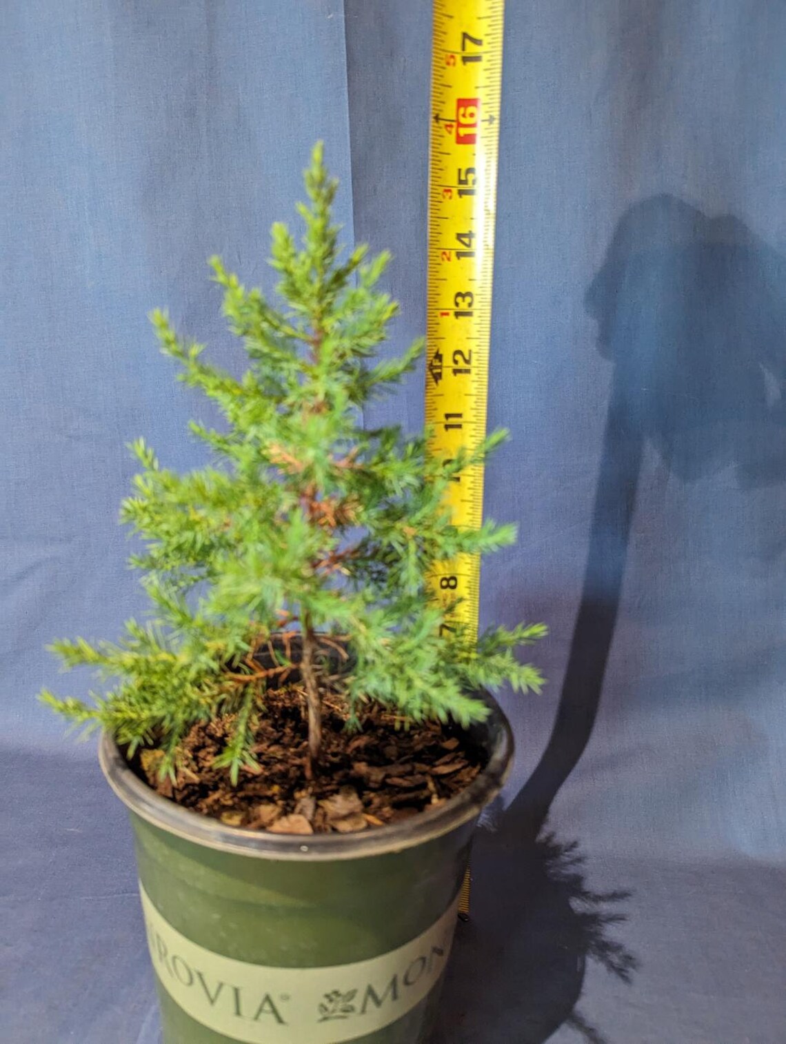 Eastern Red Cedar 1 Gallon Tree - Etsy