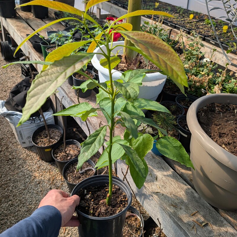 Hass Avocado Tree - Etsy