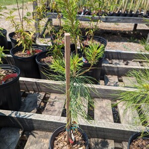 White Pine Tree - Etsy