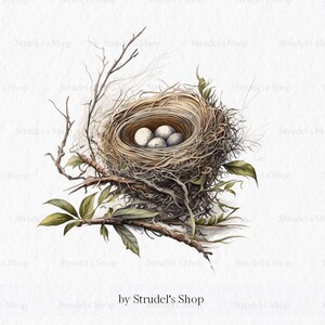 Nests Watercolor Clipart PNG - Easter Spring Birds Eggs Nature #b60 - Etsy