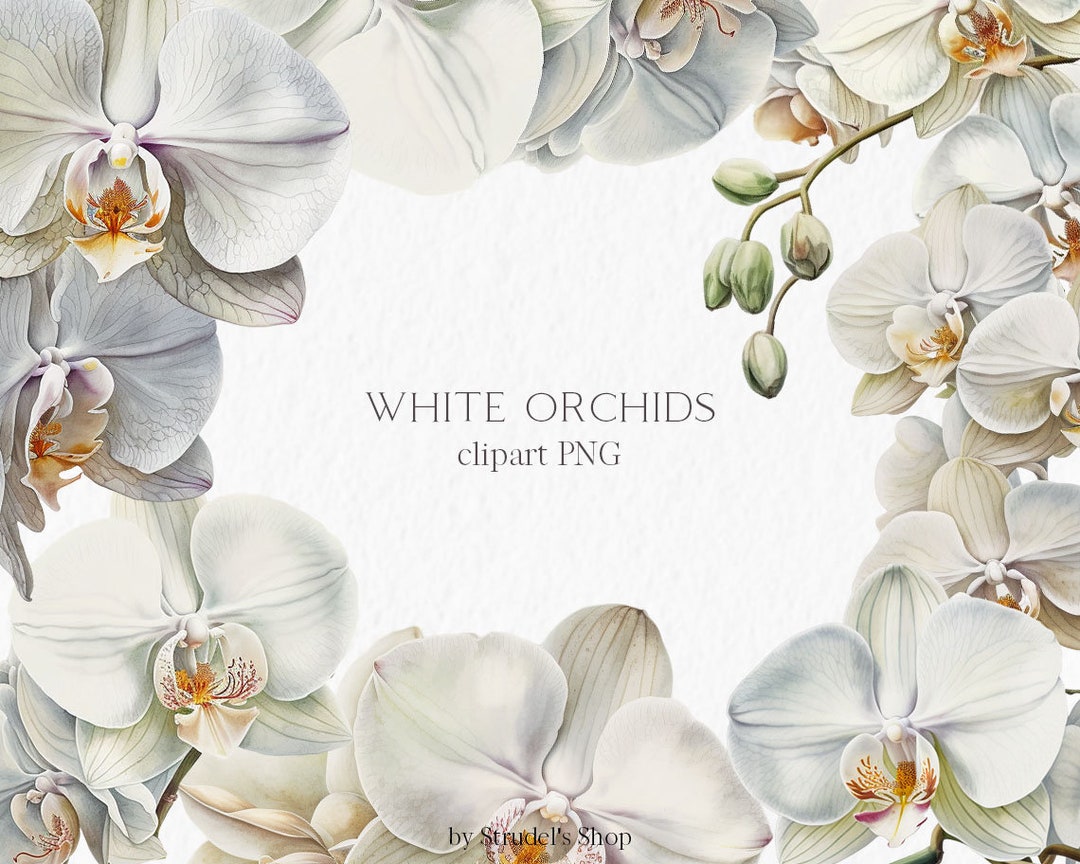 White Orchids Watercolor Clipart PNG - Flower Sublimation Design ...