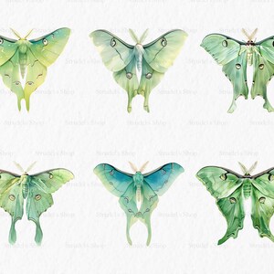 Luna Moth Clipart - Boho Butterfly PNG Garden Planner Insect PNG ...