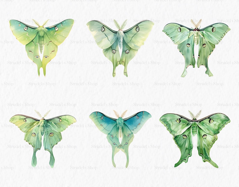 Luna Moth Clipart - Boho Butterfly PNG Garden Planner Insect PNG ...