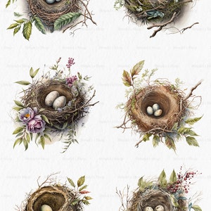 Nests Watercolor Clipart PNG - Easter Spring Birds Eggs Nature #b60 - Etsy