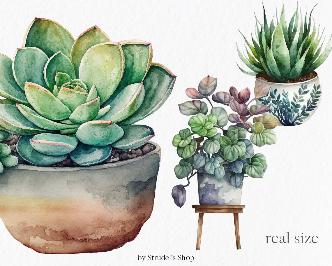 House Plants Watercolor Clipart PNG Crazy Plant Lady Succulent Potted ...