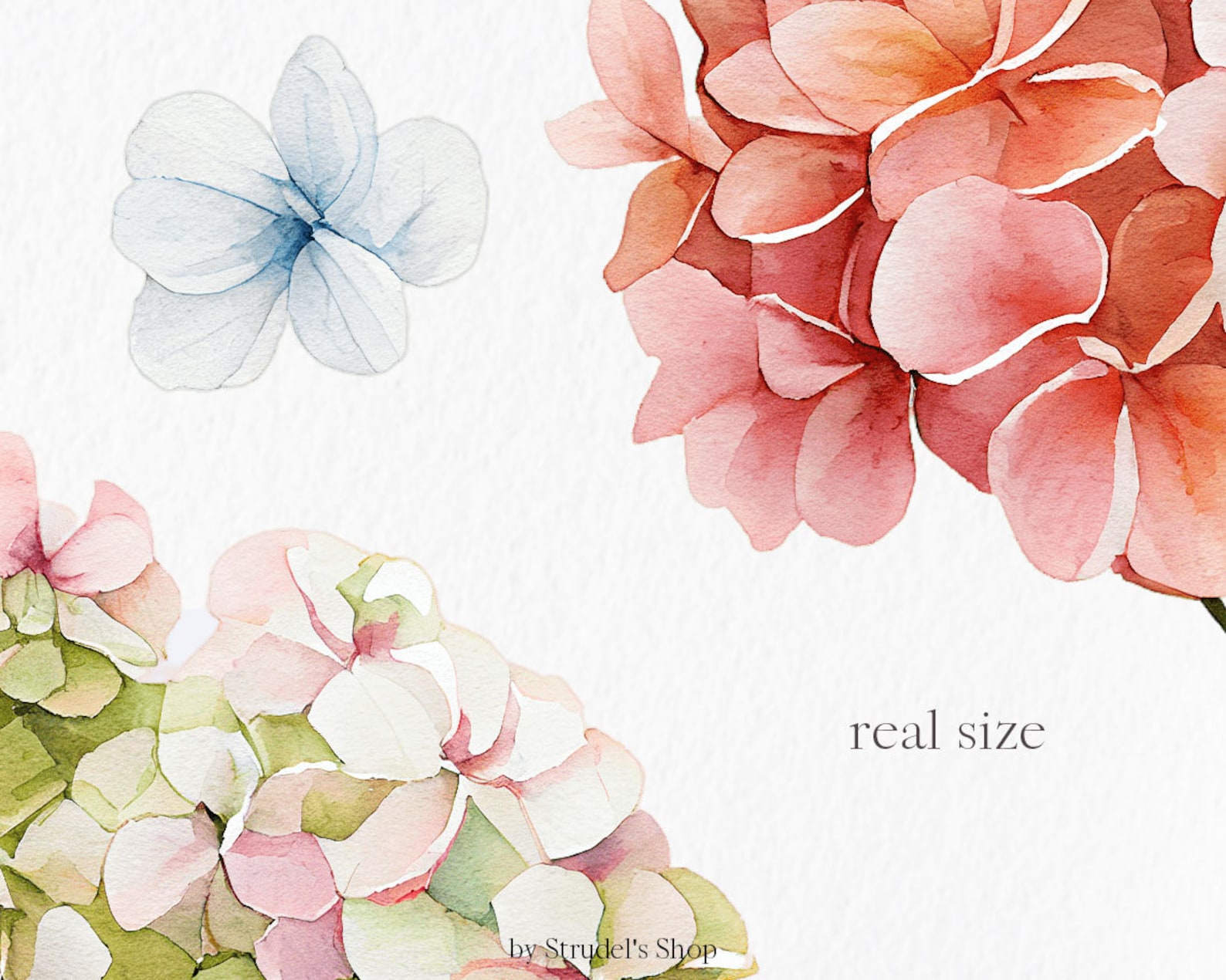 Pink & Blue Hydrangea Flower Watercolor Clipart PNG - Floral Wedding ...
