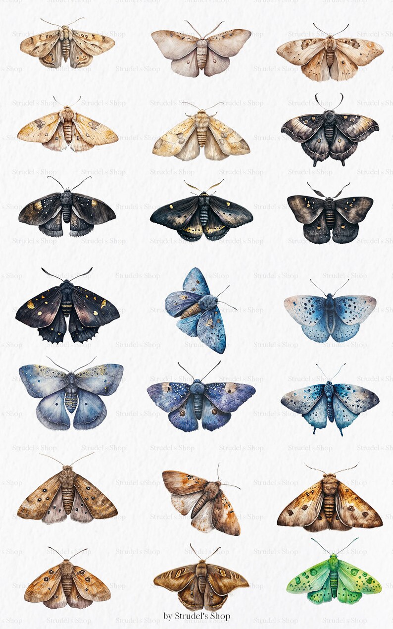 Moths Watercolor Clipart PNG Insect Clipart Witchcraft - Etsy