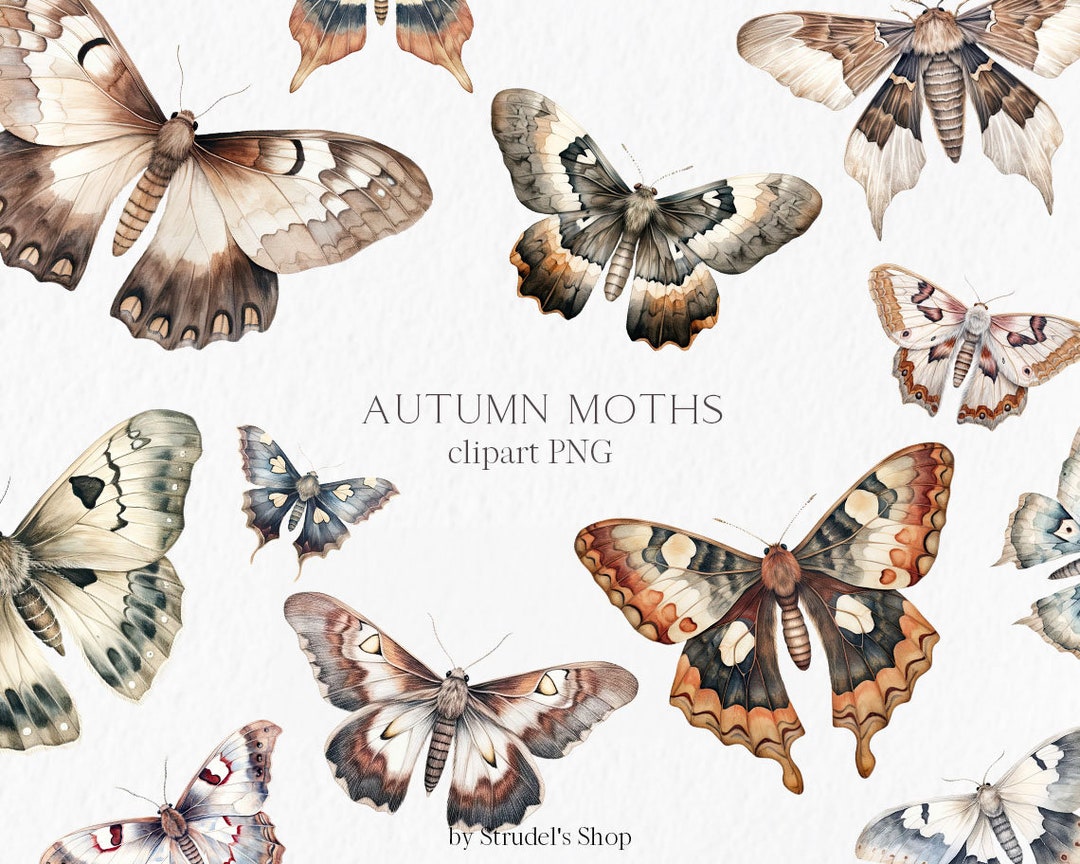 Autumn Moths Watercolor Clipart PNG #b102 - Etsy