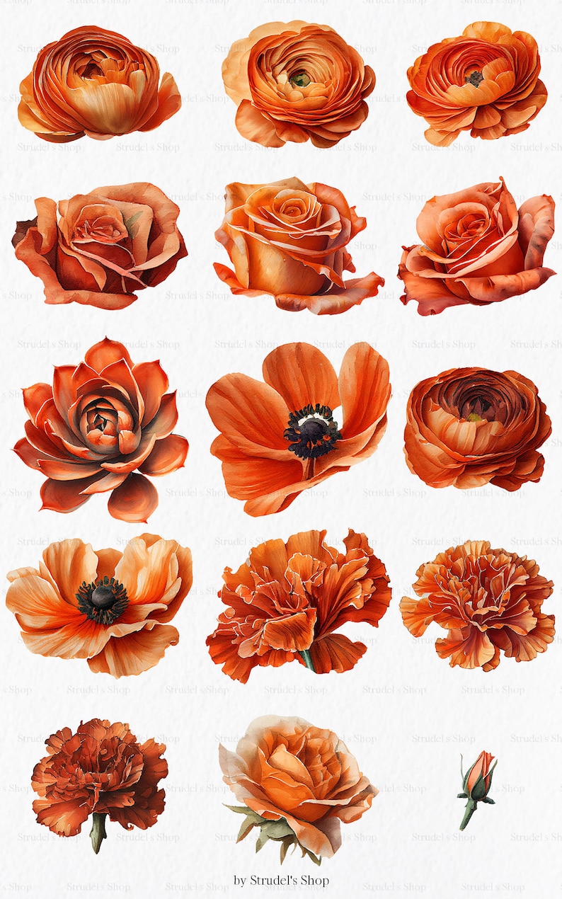 Burnt Orange Flower Watercolor Clipart PNG Fall Floral Wedding Autumn ...