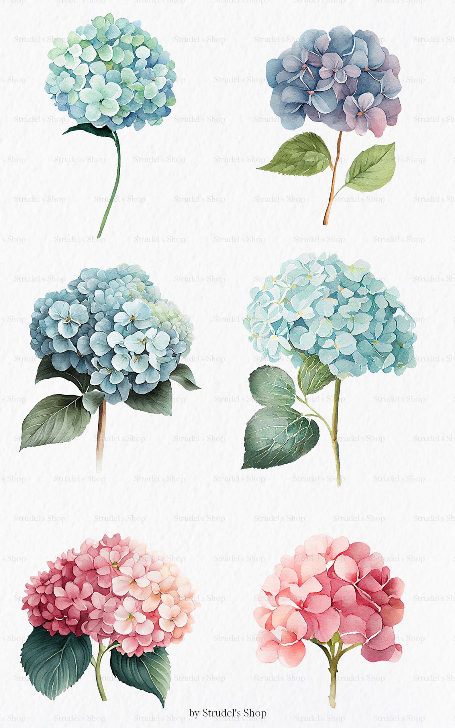 Pink & Blue Hydrangea Flower Watercolor Clipart PNG - Floral Wedding ...