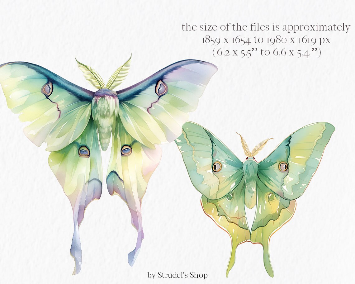 Luna Moth Clipart - Boho Butterfly PNG Garden Planner Insect PNG ...