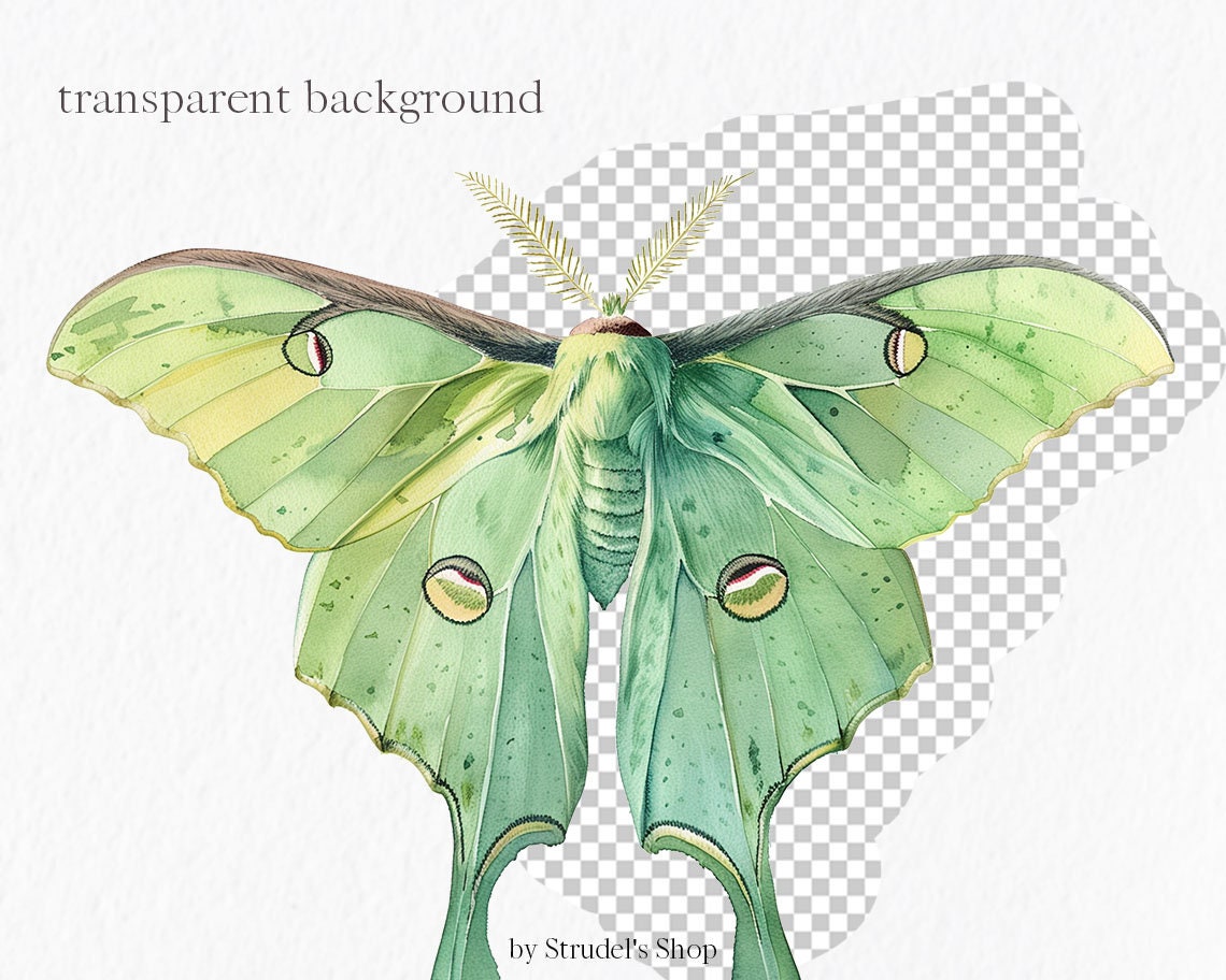 Luna Moth Clipart - Boho Butterfly PNG Garden Planner Insect PNG ...