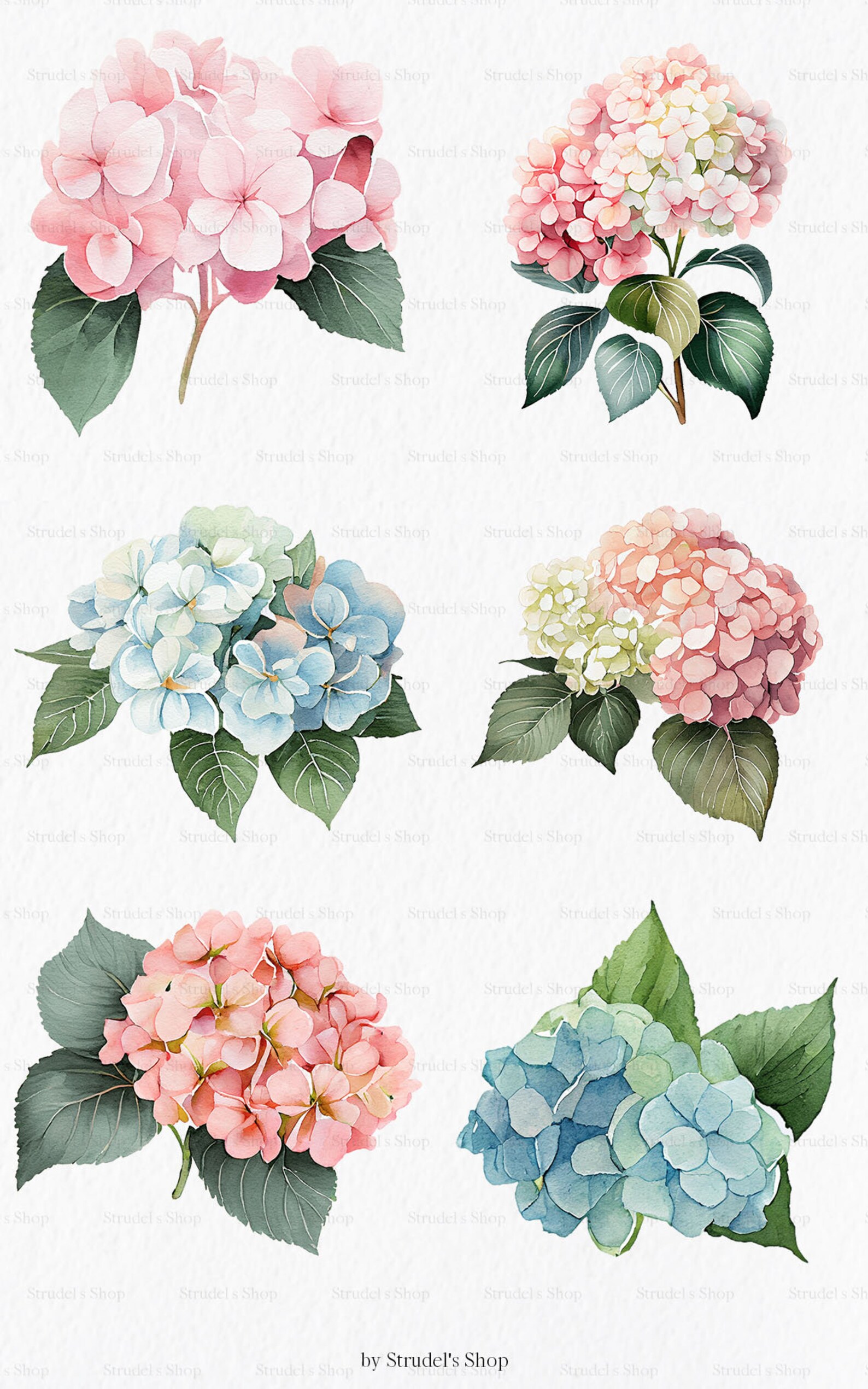 Pink & Blue Hydrangea Flower Watercolor Clipart PNG Floral - Etsy