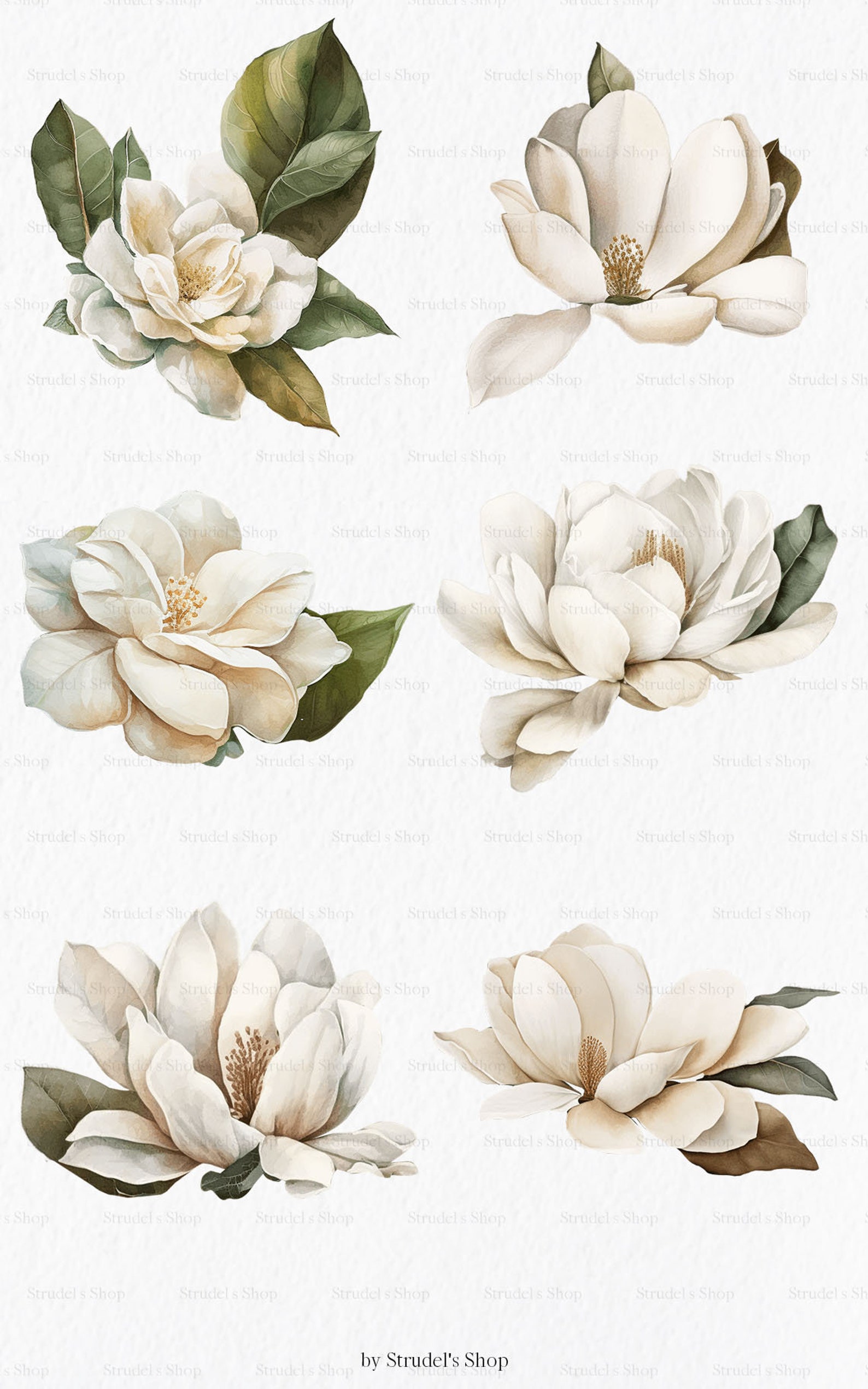 Gardenia and Magnolia Watercolor Clipart PNG Flower Spring Wedding ...
