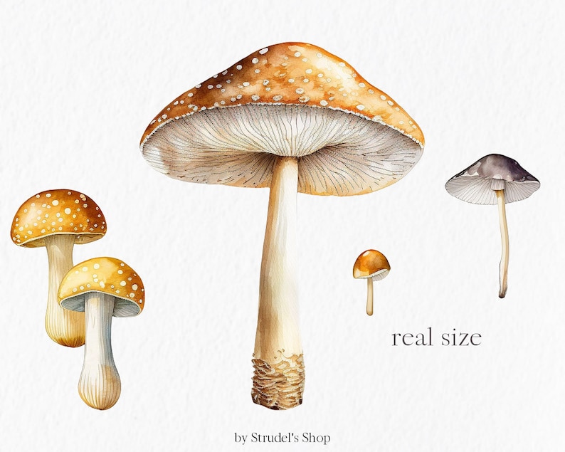 Mushrooms Watercolor Clipart PNG Forest Woodland Fall Autumn - Etsy