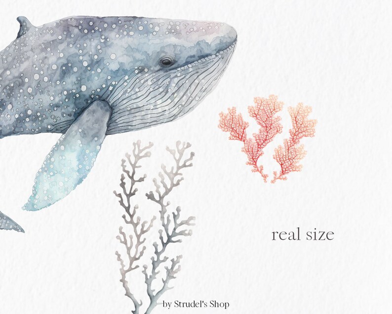 Whales Watercolor Clipart PNG Under the Sea Nautical - Etsy