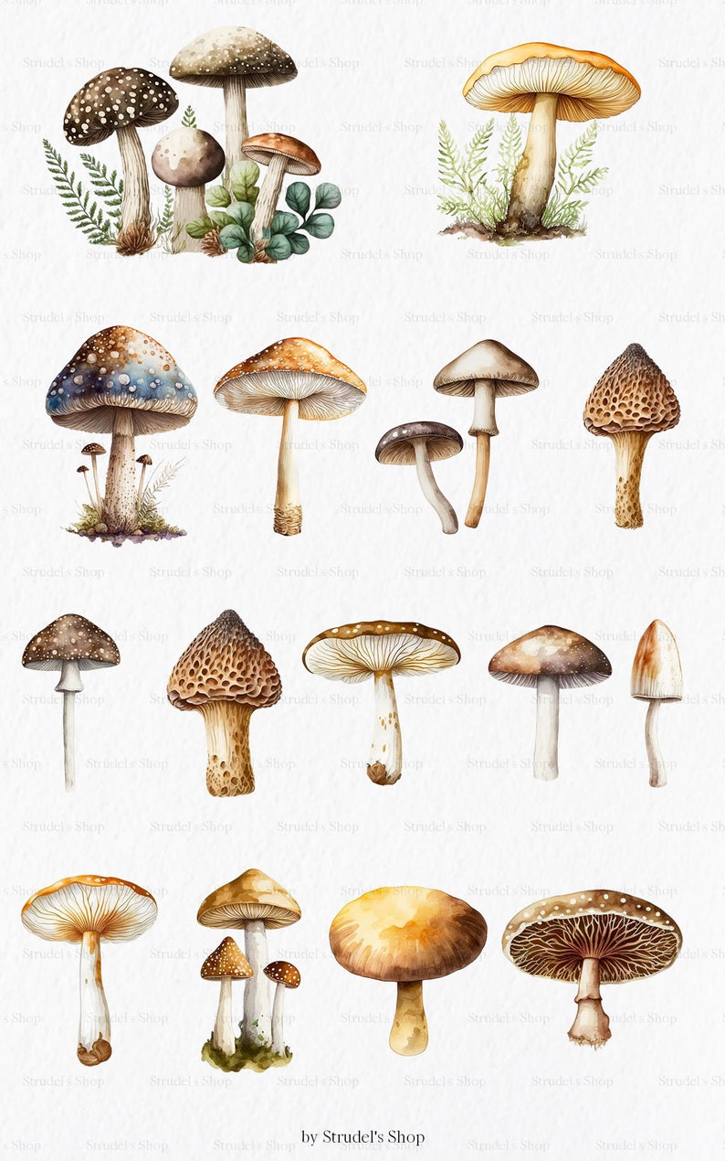 Mushrooms Watercolor Clipart PNG Forest Woodland Fall Autumn - Etsy