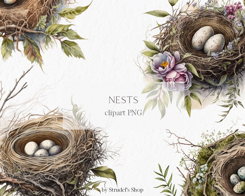 Nests Watercolor Clipart PNG - Easter Spring Birds Eggs Nature #b60 - Etsy