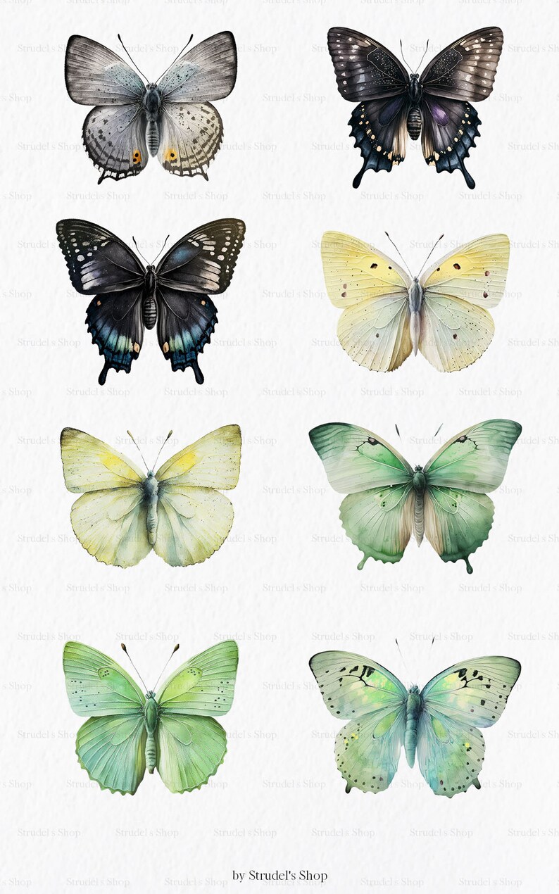 Butterflies Watercolor Clipart PNG Insect Clipart Hand Drawn - Etsy